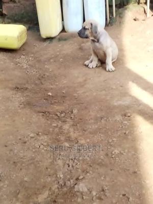 Dogs & Puppies in Uganda for sale Prices on Jiji.ug
