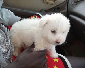 Dogs & Puppies in Uganda for sale Prices on Jiji.ug