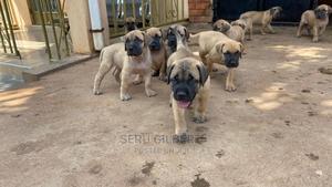 Dogs & Puppies in Uganda for sale Prices on Jiji.ug