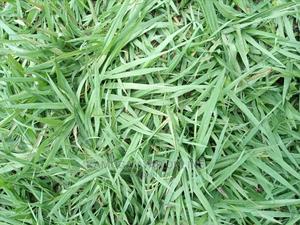 Paspalum Grass Zimbabwe,Pemba, South Africa, Bermuda for sale - Kamoga ...