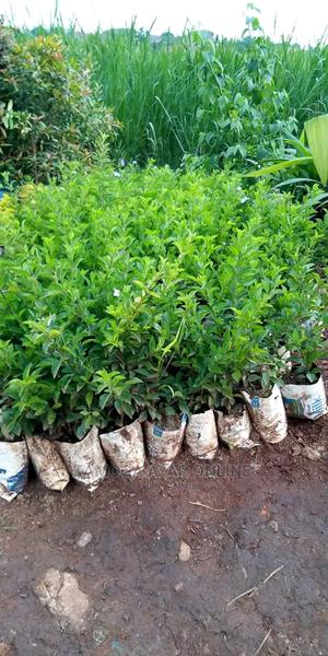 Garden, Compound Flowers and Design in Central Division - Garden ...