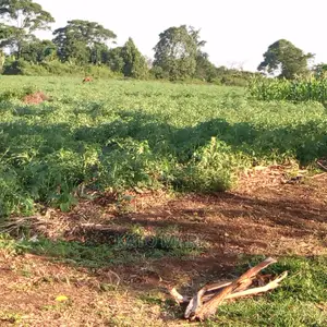 Land & Plots for Sale in Kayunga Prices in March 2025 on Jiji.ug