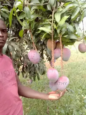 Mango Seedlings in Uganda for sale Prices on Jiji.ug