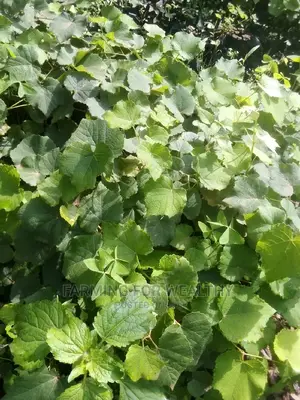 Seedlings in Uganda for sale Prices on Jiji.ug
