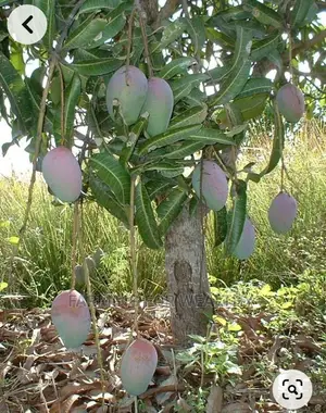 Seedlings in Uganda for sale Prices on Jiji.ug