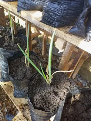 Seedlings in Uganda for sale Prices on Jiji.ug