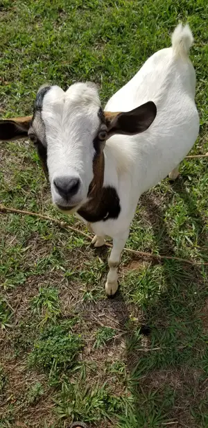 Goats in Uganda for sale Prices on Jiji.ug