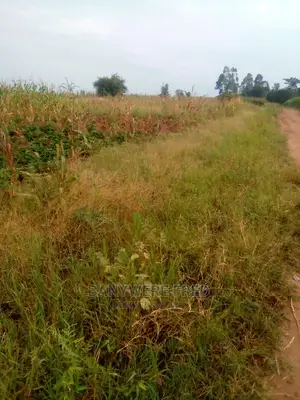 Property in Jinja for rent & sale Price in August 2025 on Jiji.ug
