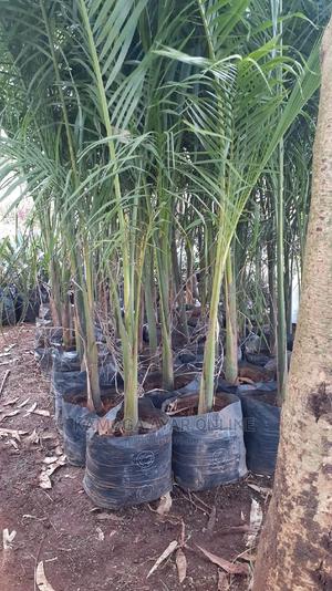 Hybrid Palm Trees/Compound Flowers in Central Division - Garden ...
