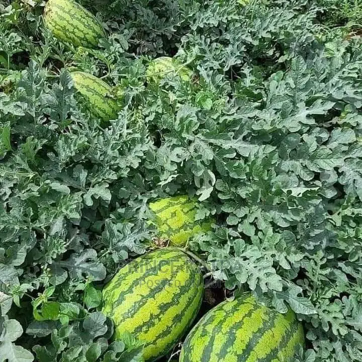 Watermelon :Yash F1 for sale - Price: USh 350,000 on Jiji.ug [Central ...