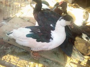 Local Ducks In in Central Division - Farm Animals, Poultry Farm Uganda ...