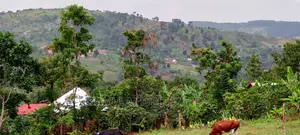 Property in Uganda for rent & sale Real Estate price in March 2024 on ...