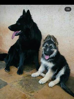1-3 months Male Purebred German Shepherd - Seru Gilbert Price: USh ...