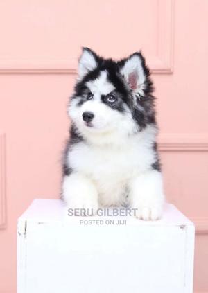3-6 months Male Purebred Siberian Husky - Seru Gilbert Price: USh ...