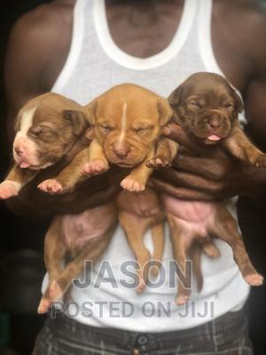 1-3 months Female Purebred American Pit Bull Terrier in Nakawa - Dogs ...