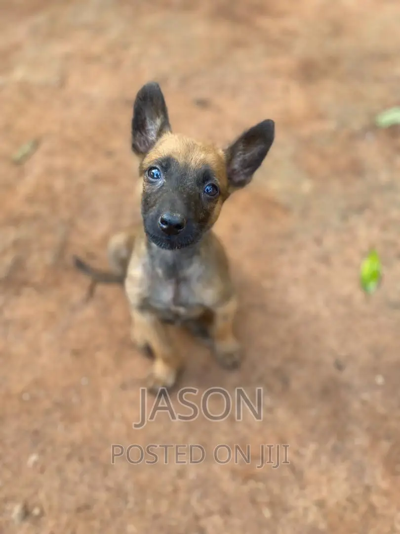 3-6 months Male Purebred Belgian Malinois in Nakawa - Dogs & Puppies ...