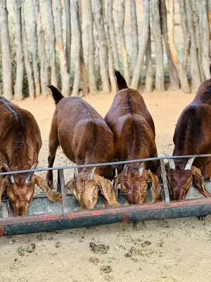 Goats in Uganda for sale Prices on Jiji.ug