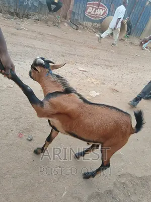 Goats in Uganda for sale Prices on Jiji.ug