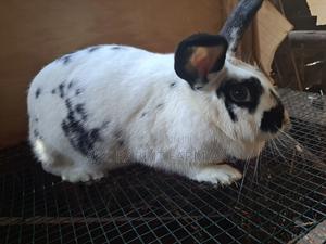 Rabbit | Pure Breed Rabbit | Exotic Rabbits | Giant Rabbits in Central ...