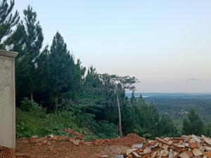 2arces of Pine Trees for Sale at Ntenjeru Mukono Katosi Rd in Ntenjeru ...