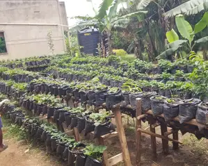Seedlings in Uganda for sale Prices on Jiji.ug