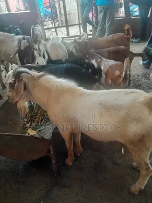 Goats in Uganda for sale Prices on Jiji.ug