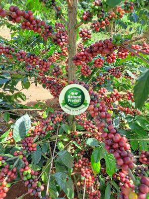 Robusta Coffee Clones Seedling at Only 1,300 in Kampala - Landscaping ...