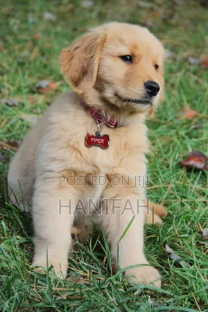 Dogs & Puppies in Uganda for sale Prices on Jiji.ug