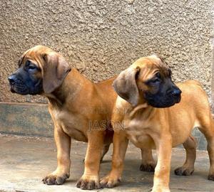 3-6 months Male Purebred Boerboel in Nakawa - Dogs & Puppies, Jason. K ...