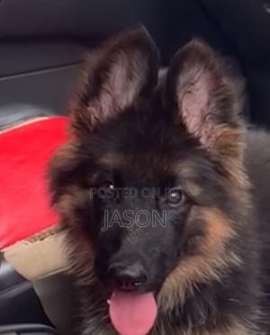 3-6 months Male Purebred German Shepherd in Rubaga - Dogs & Puppies ...