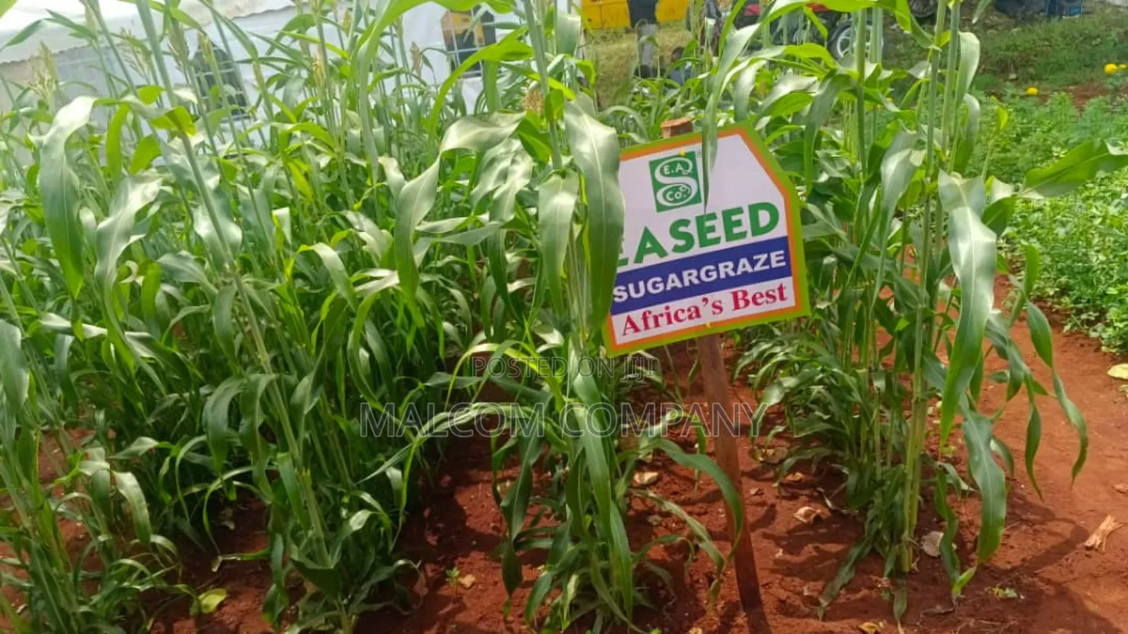 Cattle Grass Seeds 1kg in Central Division - Farm Animal Feed ...