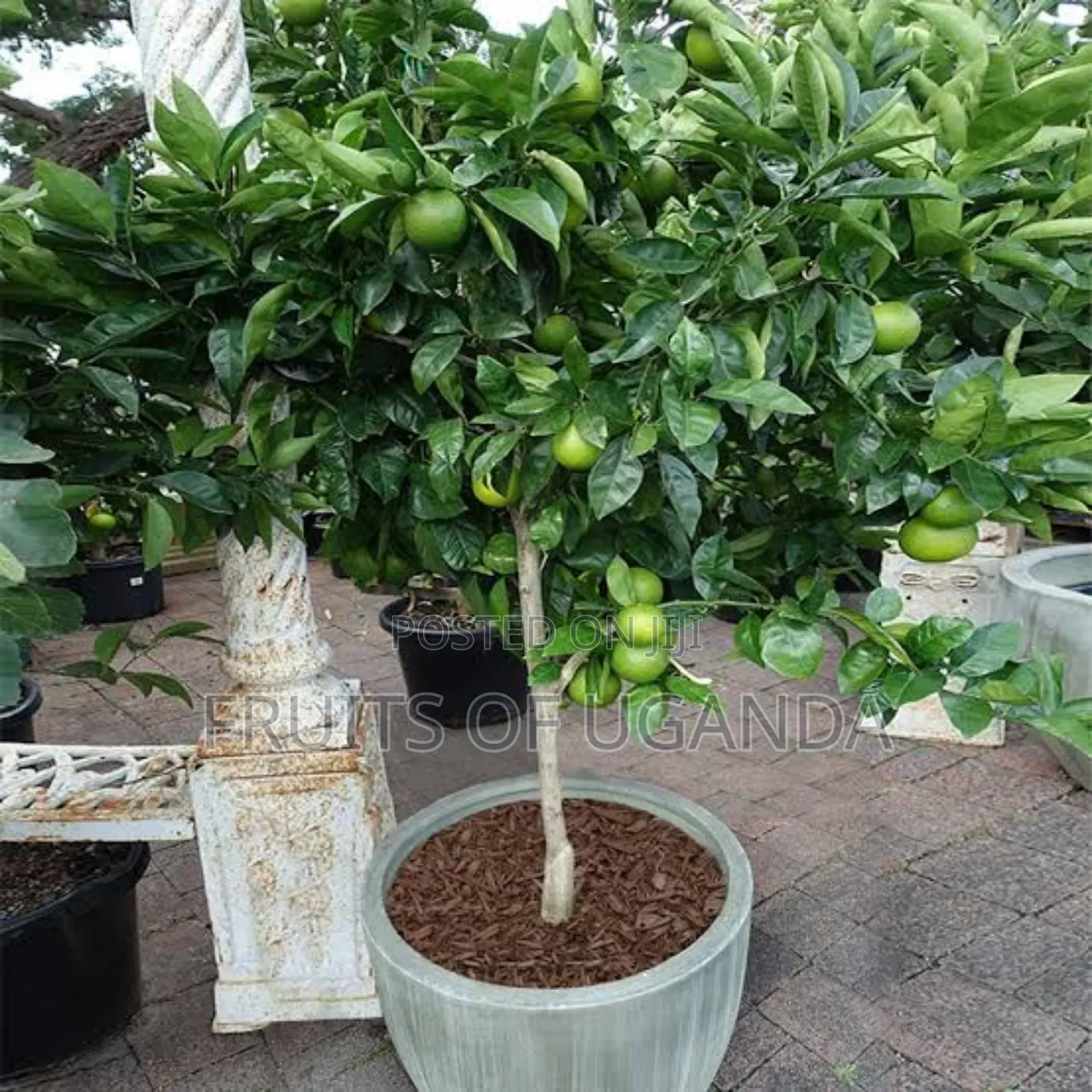 Plastic-Potted Dwarf Citrus Fruit Trees in Jinja - Feeds, Supplements & Seeds, Shalom Agro ...