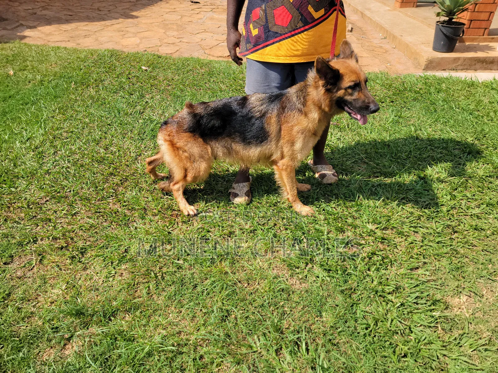 1+ year Female Purebred German Shepherd in Central Division - Dogs ...