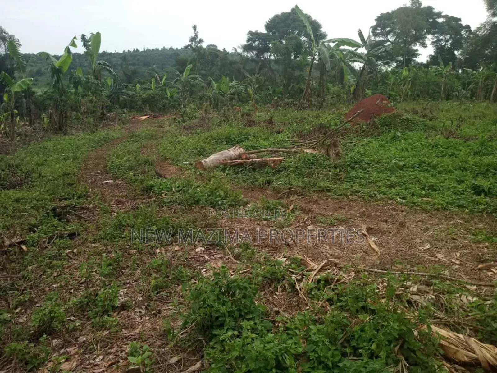 Half Acre on Quick Sale in Heart of Matuga Kilolo Village in Central ...