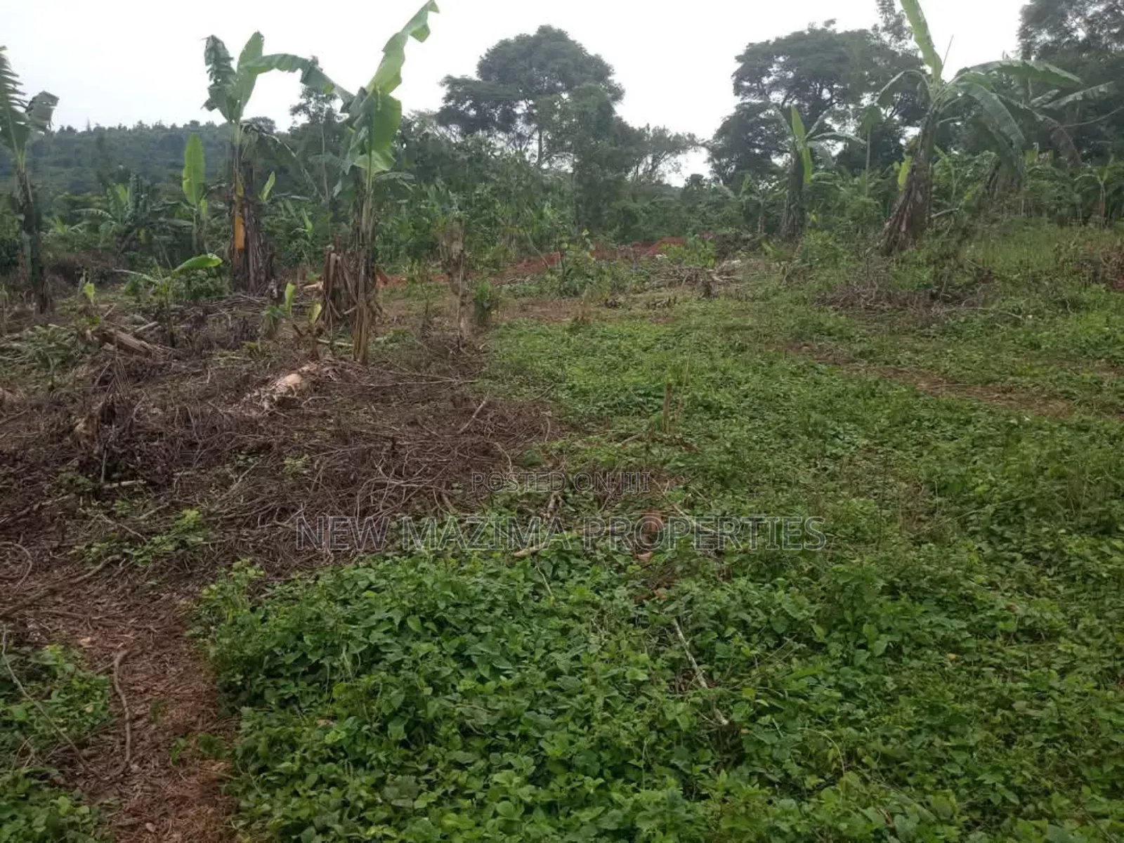 Half Acre on Quick Sale in Heart of Matuga Kilolo Village in Central ...