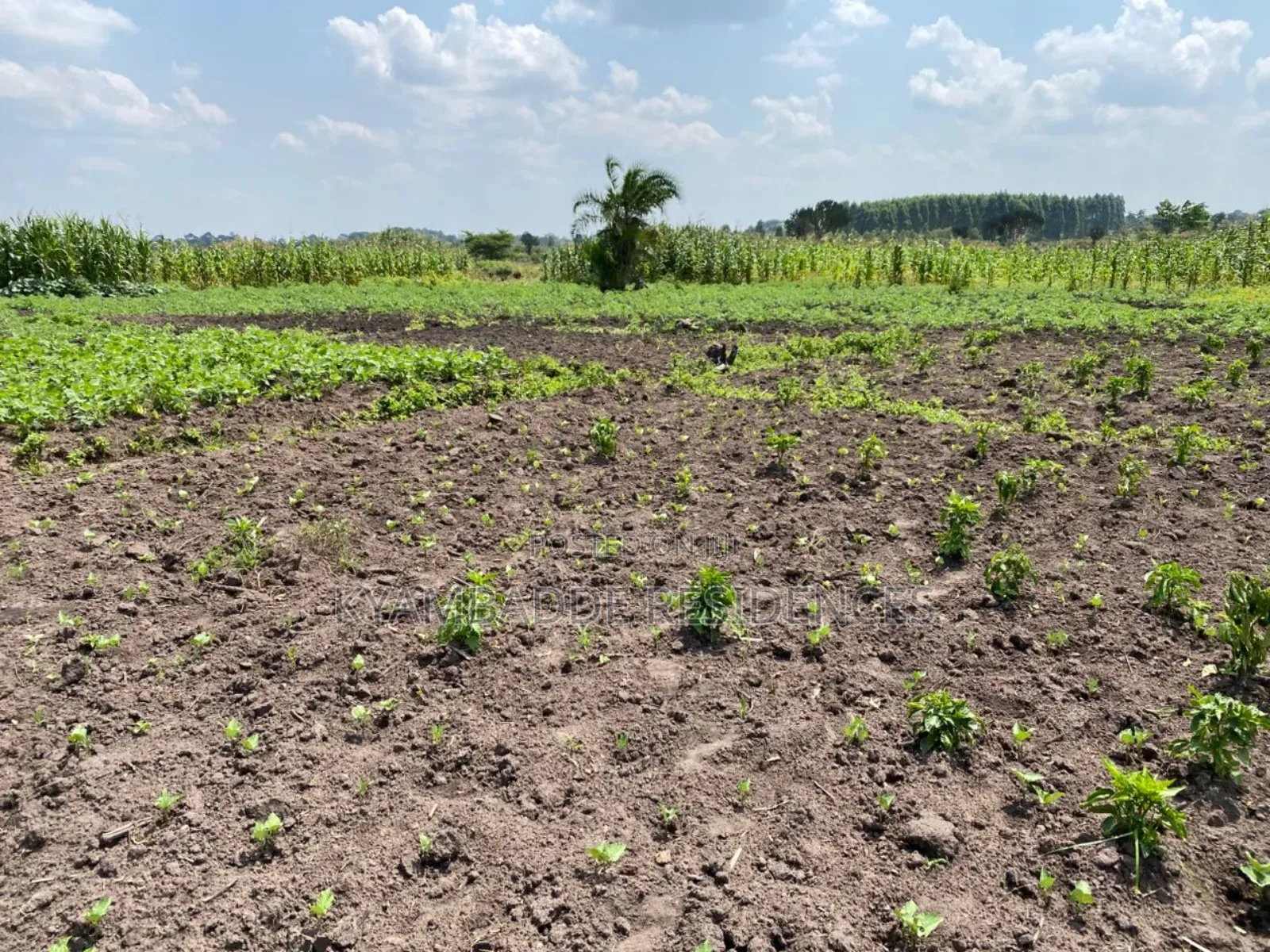 Land Deal of the Month in Kikyusa - Land & Plots for Sale, Shawiyah ...