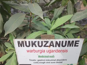Seedlings in Uganda for sale Prices on Jiji.ug