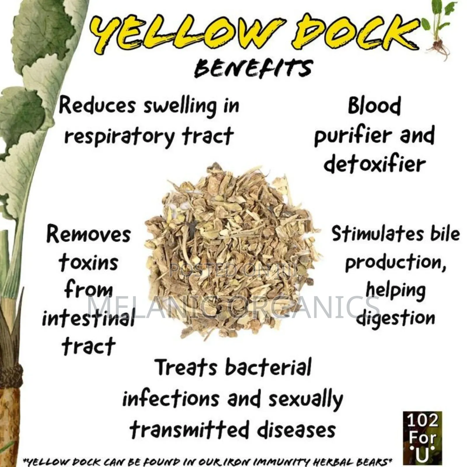 Yellow Dock Root Powder in Central Division - Vitamins & Supplements ...