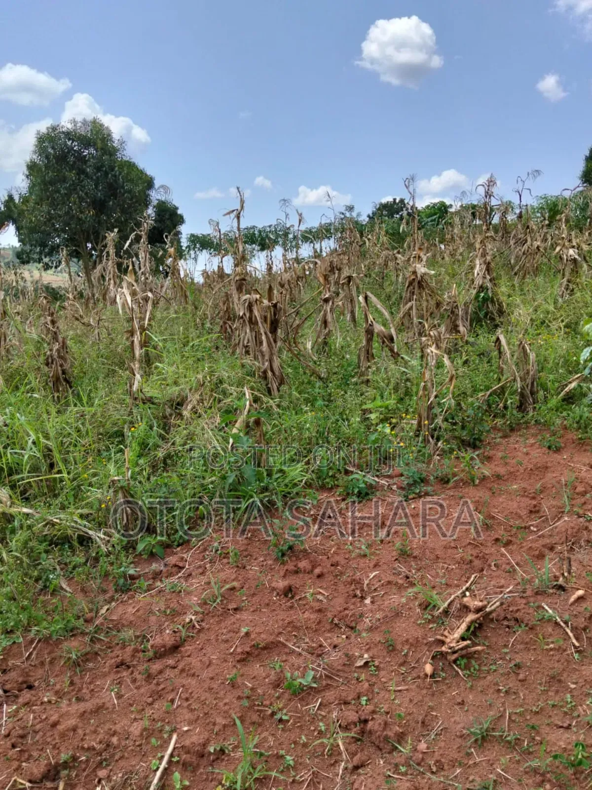 Mukono : Seta Nazigo : 50 by 100 Ugx 6m in Nakisunga - Land & Plots for ...