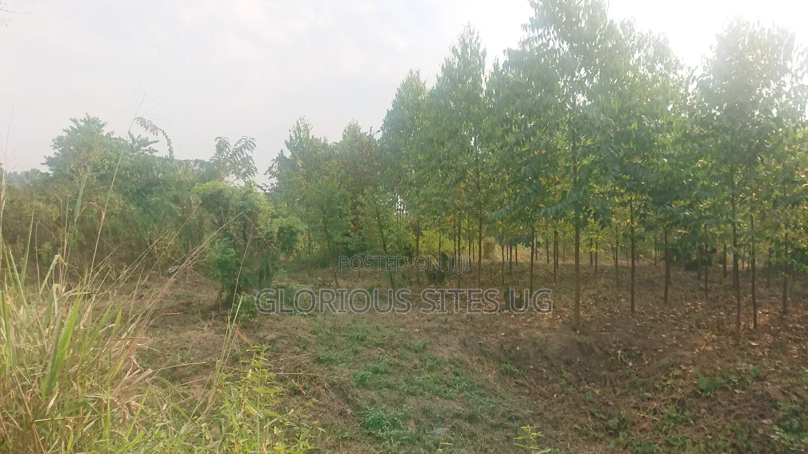 Land In Ngomanene With Eucalyptus in Mpigi / Mpigi - Land & Plots for ...