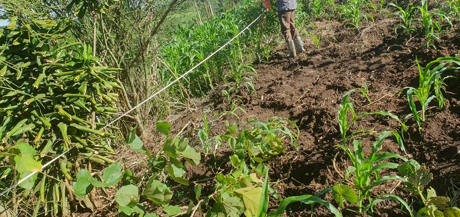 50 By 100 Ft Plot At Mpigi - Gomba Tarmac Road, Mpenja for sale - Caps ...