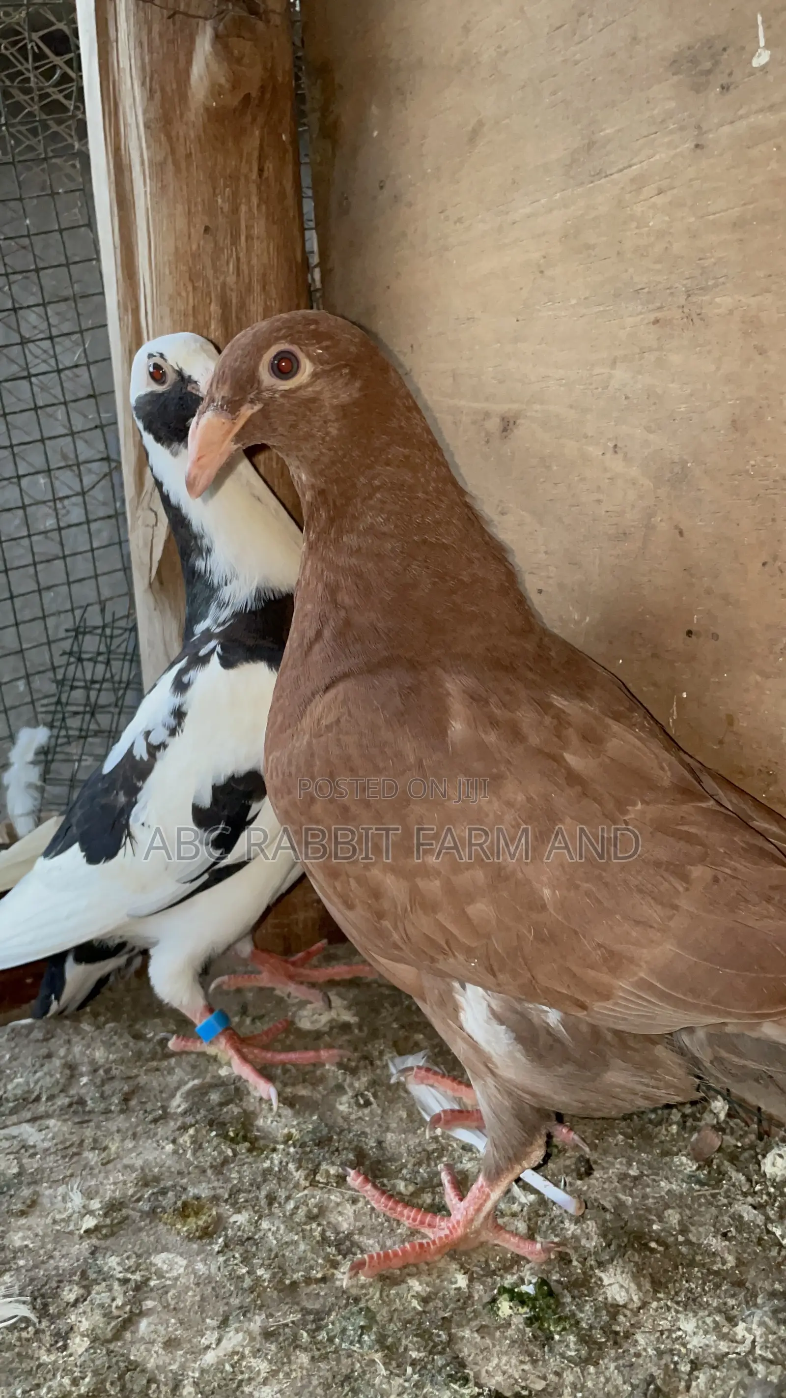 German Beauty Homer Pigeon in Central Division - Birds, Abc Rabbit Farm ...