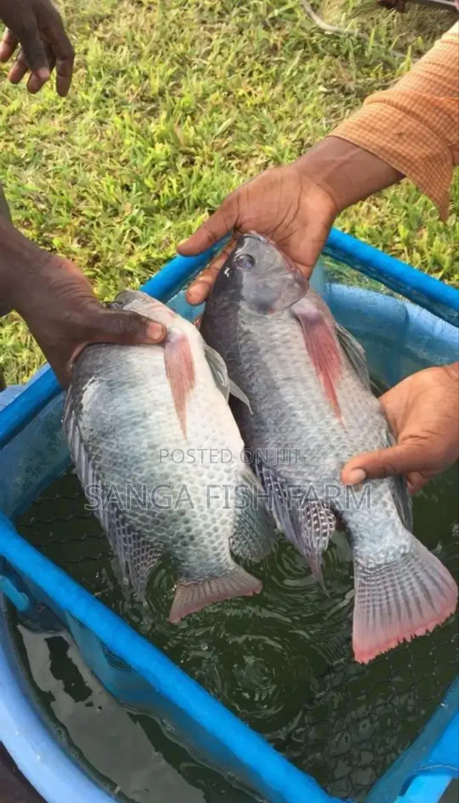 Nairobi Fish Farm in Central Division - Other Services, Swaib Kyeyune ...