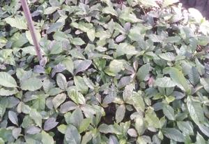 Kr Coffee Clones in Wakiso / Wakiso - Feeds, Supplements & Seeds, Mjr ...