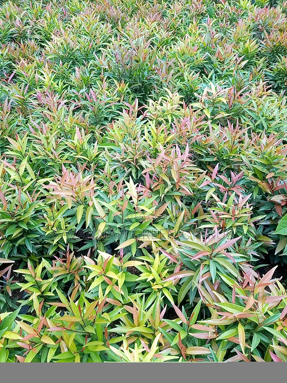 Alginia Tree for Shade and Edges in Nakawa - Landscaping & Gardening ...