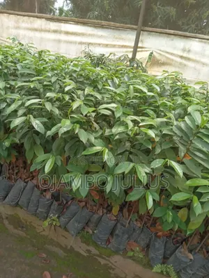 Seedlings in Uganda for sale Prices on Jiji.ug