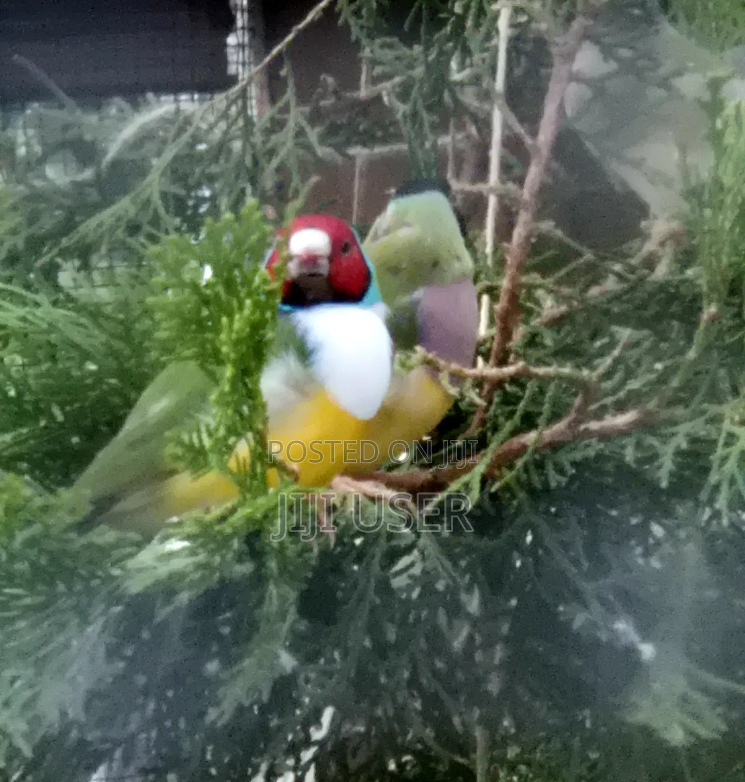 Domestic Canaries and Finches in Makindye - Birds, Davide Naggi | Jiji.ug