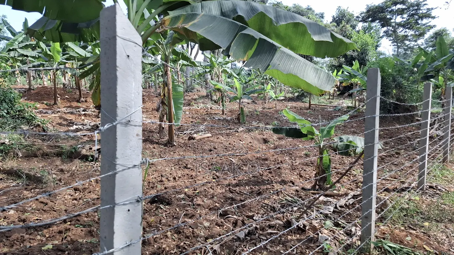 Farm Worker/Manager in Ntenjeru / Mukono - Farming & Veterinary Jobs, Isaak O | Jiji.ug