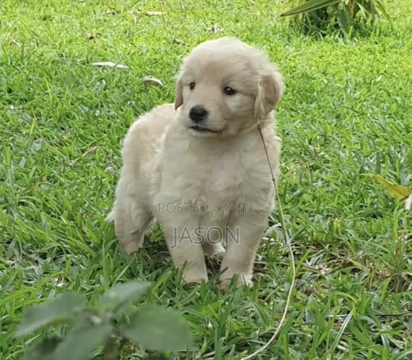 1-3 months Male Purebred Golden Retriever in Rubaga - Dogs & Puppies ...