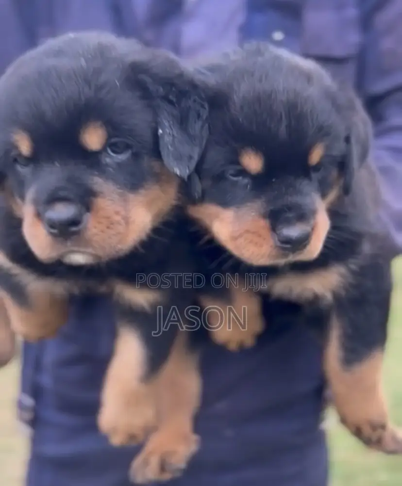 1-3 months Female Purebred Rottweiler in Makindye - Dogs & Puppies ...